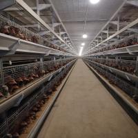 China Hen Egg Layer Battery H Type Chicken Cages System Completely Automatic Q235A 8tiers for sale