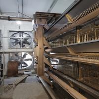 China H Type Layer Cage with Hot Galvanization & Automatic Feeding for Large Poultry Farm Projects for sale