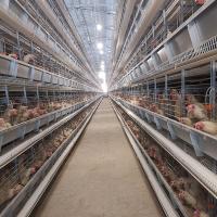 China SGSBattery Hens Layer Chicken Cages H Type Egg Laying 5 Tiers for sale
