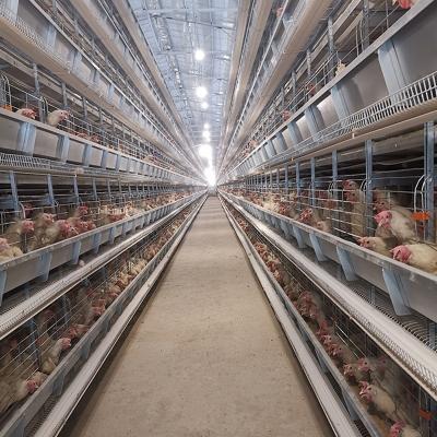 China SGSBattery Hens Layer Chicken Cages H Type Egg Laying 5 Tiers for sale