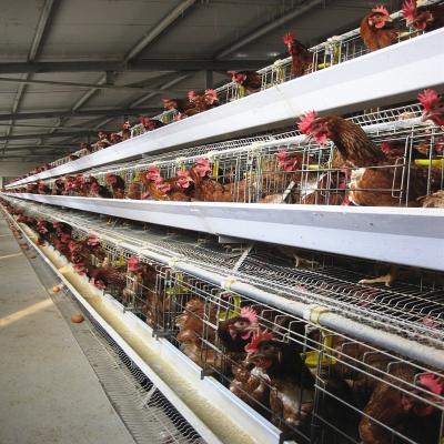 China A Type Layer Egg Laying Chicken Cage 160 Birds With Automatic Feeding System for sale