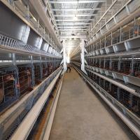 China Poultry Farm Layer Cage H Type Full Automatic Chicken 6Tiers for sale