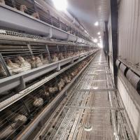 China H Type Layer Chicken Cage 128-160 Birds 9 Tiers Hot Dipped Galvanized for sale