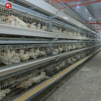 China H Type 3 Tier 4 Tier Broiler Chicken Battery Cage Automatic Poultry Farm Equipment 100x100x44cm Cell Size for sale
