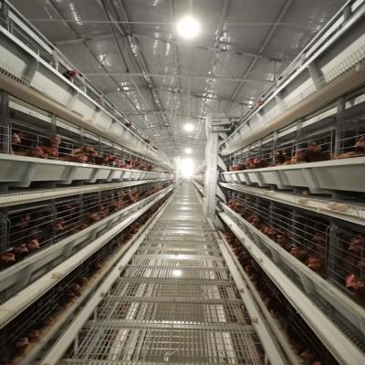 China Hens Layer Battery Chicken Cages System H Type Galvanized 384 Birds / Set for sale