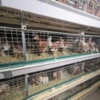 China Kenya H Type 3 / 4 Layers Chicken Layer Cages Poultry Farm  Breeding System for sale