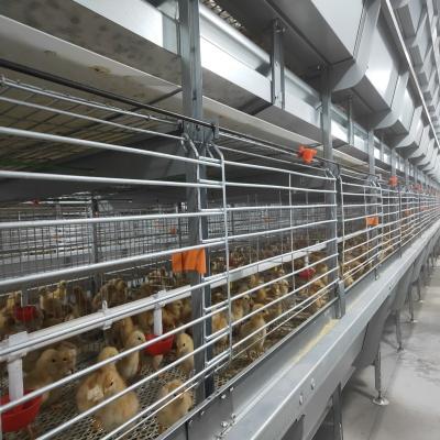 China H Type Broiler Chicken Cage Poultry Feeding System 100 * 100 * 285cm for sale
