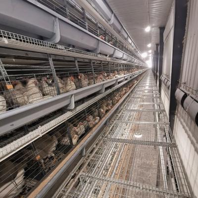 China 4 Tiers Battery Poultry Layer Chicken Cage Q235A H Frame Style Fully Auto for sale