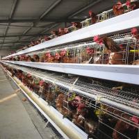 China Galvanized A Type Chicken Poultry Cages Layer Automatic For Farming Equipment for sale