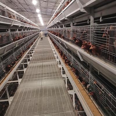 China Animal Coop Chicken Layer Cage Customized Scheme Feeding Egg Equipment for sale