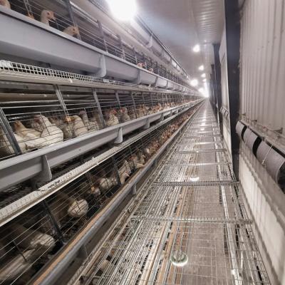 China Hot Galvanized Battery Cage System for Laying Hens 4-Tiers 72 Chickens Poultry Farm Housing for sale