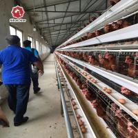 China High Brood Survival Rate Layer Chicken Cage Multilayer Partition Structure for sale