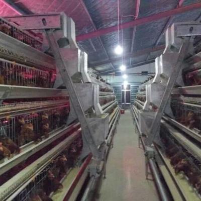 China Hot-dip Galvanized Battery Cage System for Laying Hens 4-Tier 72 Chickens for sale