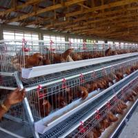 China Hot Dipped Galvanized A Type Layer Chicken Cage For Farm for sale