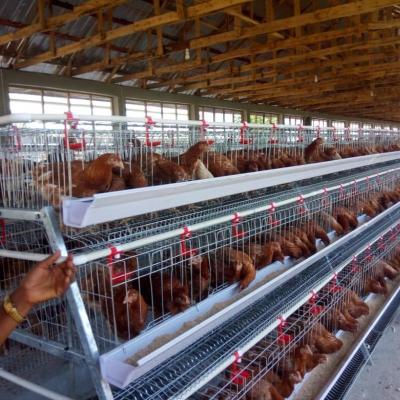 China A Type 120-160 Birds Egg Layer Chicken Cage 3-4 Tiers Hot Dipped Galvanized for South Africa Kenya for sale
