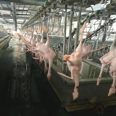 China Automatic Poultry Slaughterhouse Equipment 80-300kW Capacity for Chicken Duck Goose Processing 1000-12000 Birds/Hour for sale