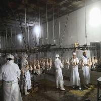 China 3000 Birds Per Hour Poultry Slaughter Line with 98% Feather Removal Rate and 80-300kW Power Capacity for sale