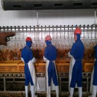 China 3000 Birds Per Hour Poultry Slaughter Line with 98% Feather Removal Rate and 80-300kW Power Capacity for sale