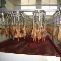 China 500PCS Automatic Slaughterhouse Equipment Chicken Farming Poultry Line for sale