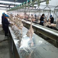 China Halal Poultry Automatic Chicken Slaughtering Machine 300BPH To 10000BPH for sale