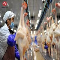 China Halal Poultry Automatic Chicken Slaughtering Machine 300BPH To 10000BPH for sale