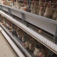 China Robust medium broiler cages are designed to efficiently manage young chicks. for sale