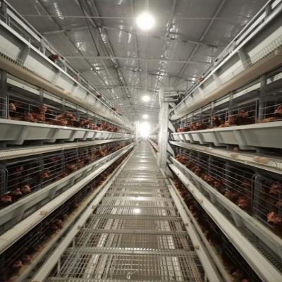 China H Type Automatic Layer Chicken Cage Poultry System Battery Cages Q235A Hot Dipped for sale