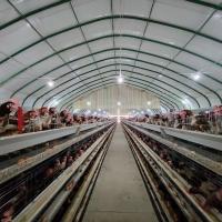 China Tough Medium-Scale Broiler Cage with Adjustable Feeding System, Streamlines Chick Rearing for sale
