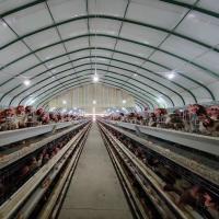 China H Frame Layer Poultry Battery Cage With Belt Or Scraper Manure Removal System for sale
