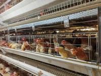 China H Type Layer Chicken Cages System Q235A Automatic Laying Hen Egg Battery for sale