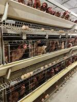 China H Type Layer Chicken Cages System Q235A Automatic Laying Hen Egg Battery for sale