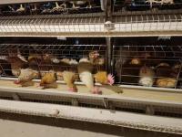 China 10000 Layers Battery Chicken Cage Automatic Drinking for sale