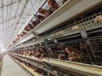 China 10000 Layers Battery Chicken Cage Automatic Drinking for sale