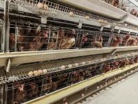 China 10000 Layers Battery Chicken Cage Automatic Drinking for sale