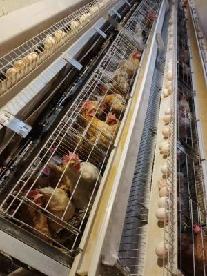 China 144 Birds Full Automatic Poultry Battery Cage Chicken Egg Layer Cage for sale