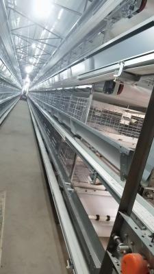 China 4 Tiers Poultry Manure Removal System 1800mm 2100mm Width Farm Cage for sale