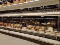 China Automatic System Chicken Raising Equipment H Type Laying Hens Poultry Chicken Cage For Layers for sale