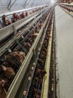 China 2024 Galvanized A-Type Laying Hens H-Type Battery Cage And Automatic Breeding System for sale