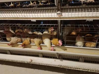 China Galvanized Steel A Type Battery Layer Cage 3-4 Tiers 90-160 Birds Poultry Farm Equipment for sale