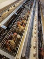 China Galvanized Steel 5 Layers Battery Cage H Type System 1800x600x430mm with 450cm² Bird Space and Automated Controls for sale