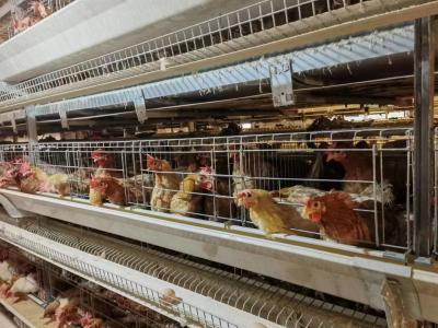 China High Brood Survival Rate Layer Chicken Cage Multilayer Partition Structure for sale