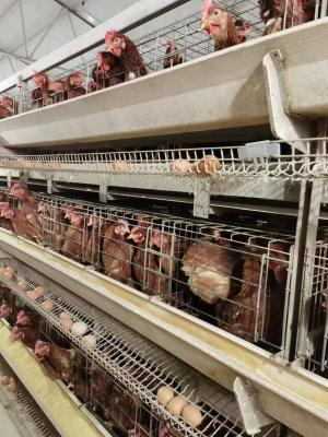 China Resilient Medium Broiler Coop With Ventilation Features , Ensures Optimal Chick Management for sale