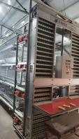 China H Type Layer Chicken Cages System Q235A Automatic Laying Hen Egg Battery for sale