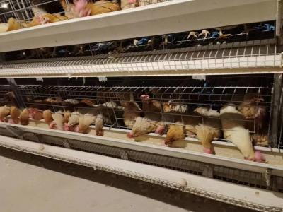 China H Frame Layer Poultry Battery Cage With Belt Or Scraper Manure Removal System for sale