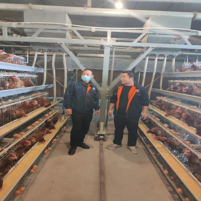 China H Type Q235 Laying Egg Layer Chicken Cage 54-240 Birds Capacity for sale