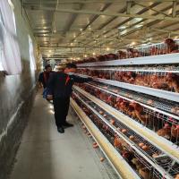 China Stacking High-density Hot-dip Galvanized Layer Chicken Cages Enhances Feeding Efficiency And Productivity. for sale