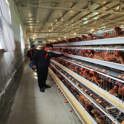 China Stacking High-density Hot-dip Galvanized Layer Chicken Cages Enhances Feeding Efficiency And Productivity. for sale