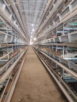 China H Type Full Automatic Egg Layer Chicken Cage Hot Dip Galvanized 3-8 Tiers 446cm2 per Bird for sale