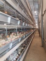 China Layer Chicken Cages With Hot-dip Galvanization And Stacking Increase Feeding Density And Productivity. for sale