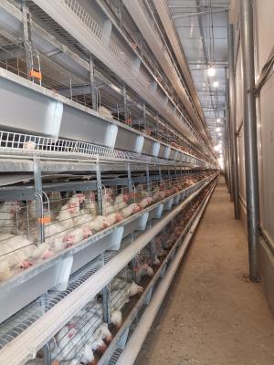China 1950×2300×1500 Automatic A Type H Type Poultry Farming Chicken Cage For Layer Equipment for sale